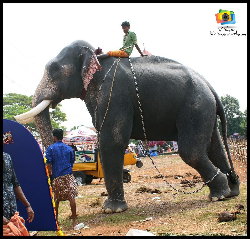 Chirakkal Kalidasan – Gajaveeran